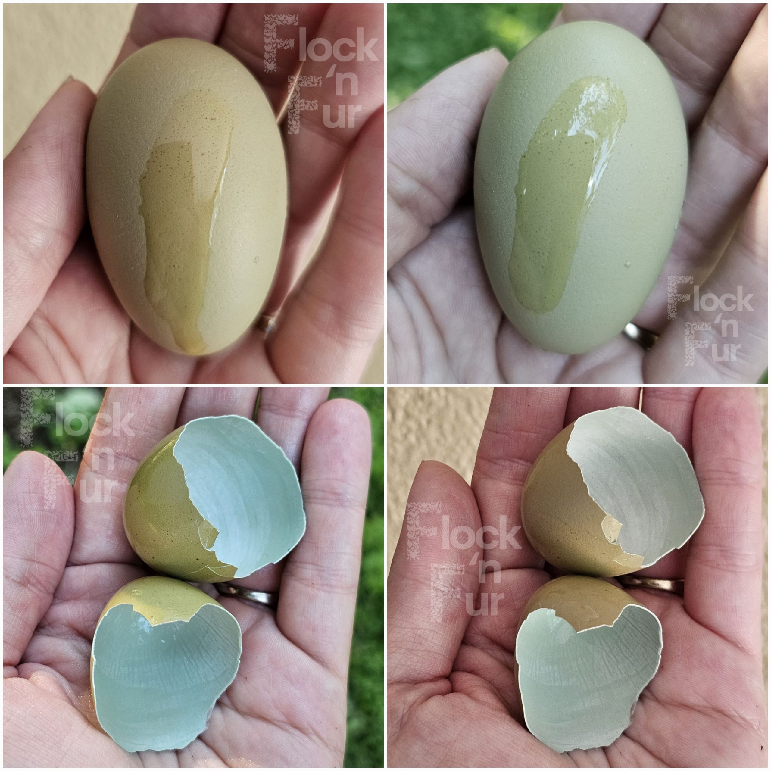 Shifting Egg Colours - Flock 'n Fur
