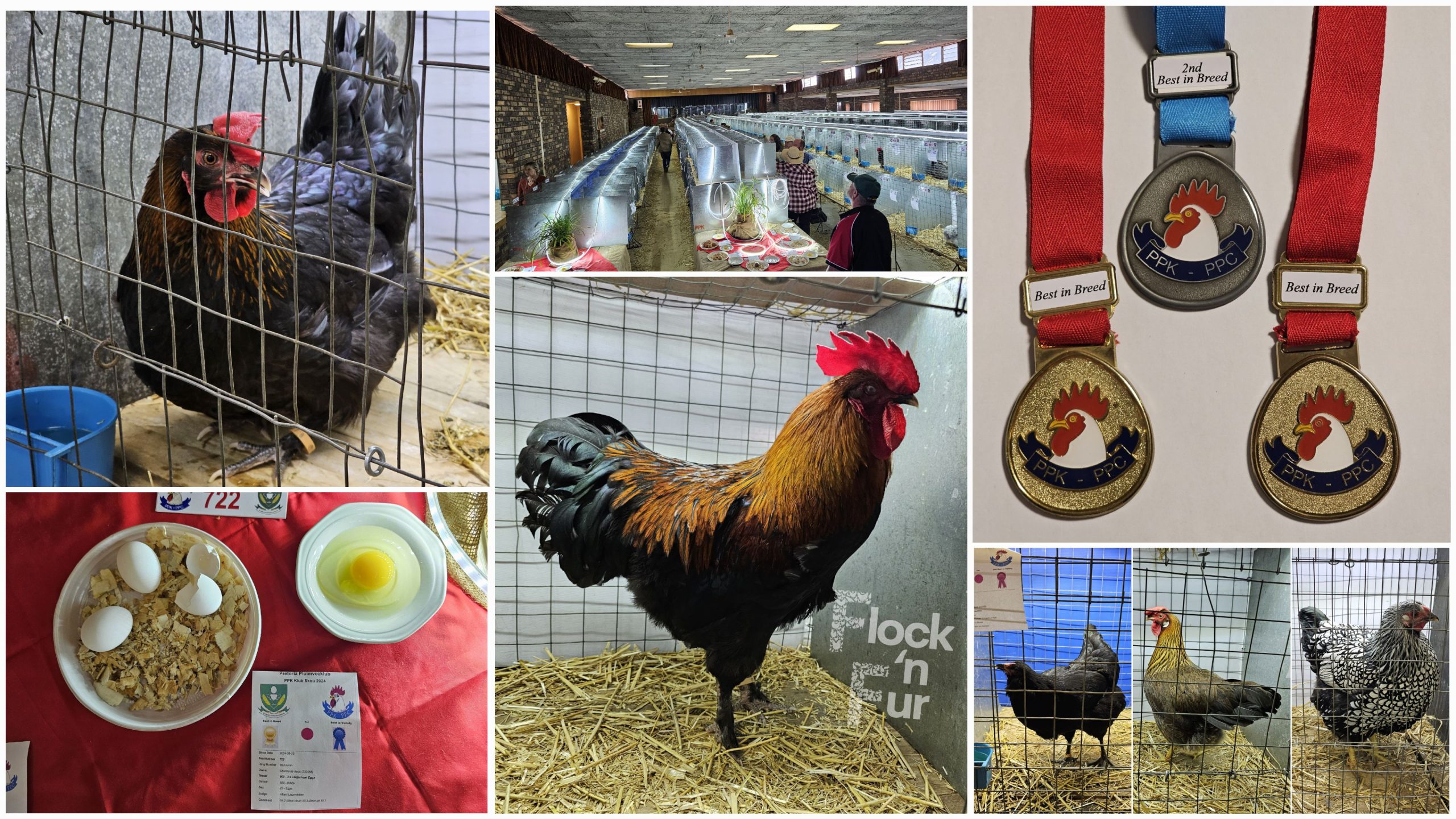 2024 Pretoria Poultry Club Show - Flock 'n Fur
